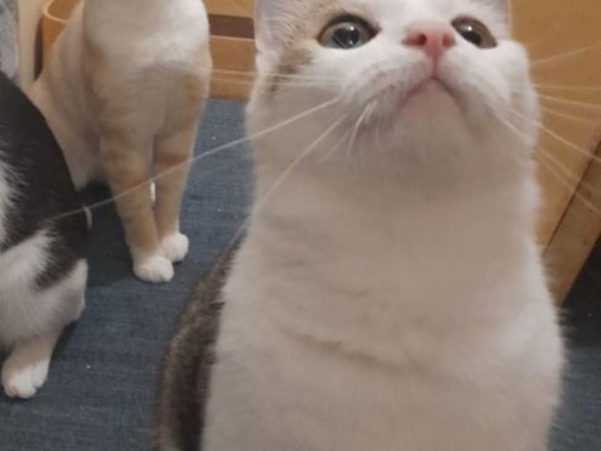 Котик очень хочет стать домашним