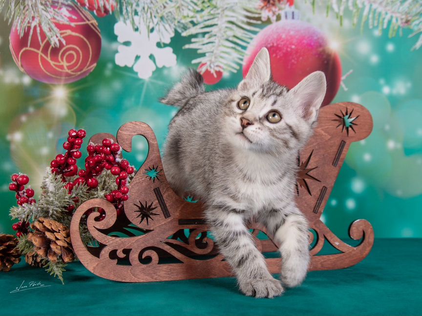 Кот короткошерстный на серебре (белый подшерсток)