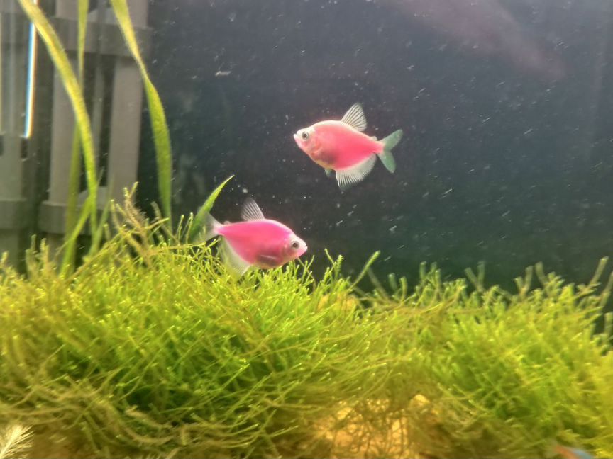 Тернеции ежевика 6 штук