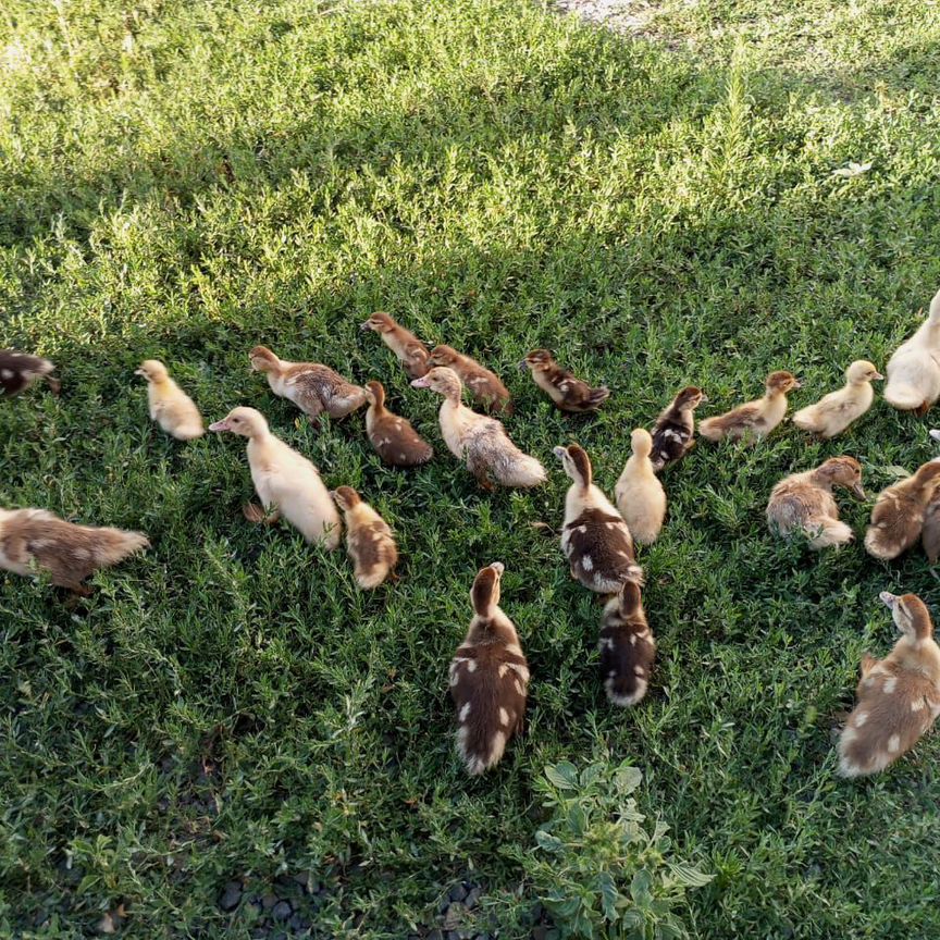 Утята шипуны месячные