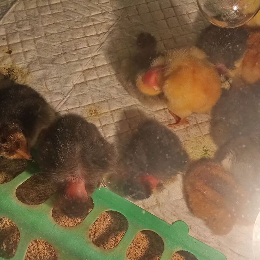 Цыплята суточные Голошейки