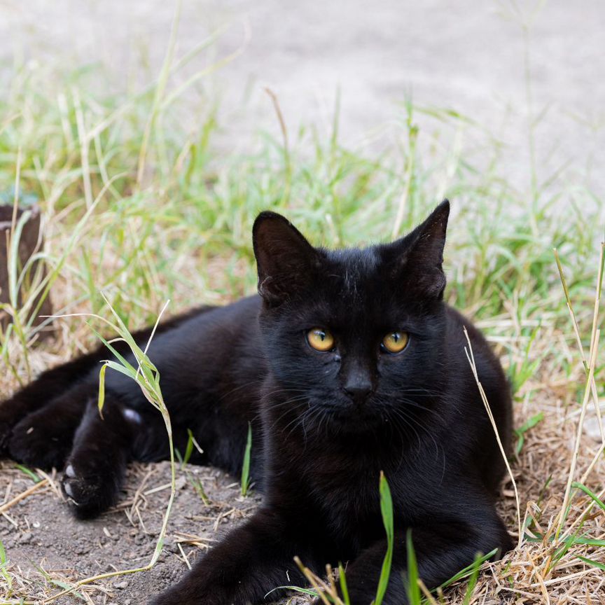 Черный котенок в добрые руки