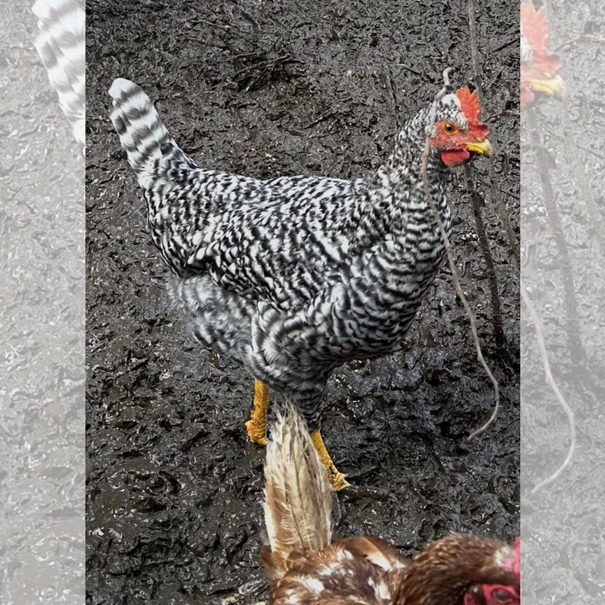 Молодые петухи