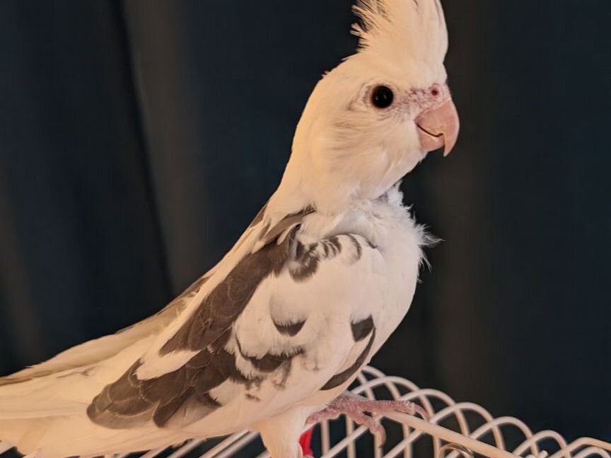 Корелла бесщекая попугай