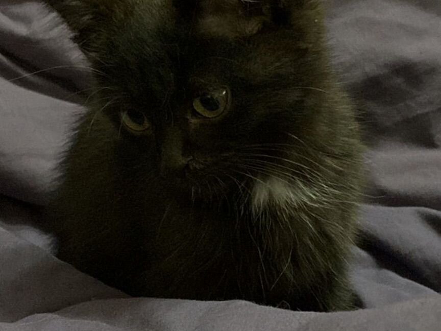 Кошка