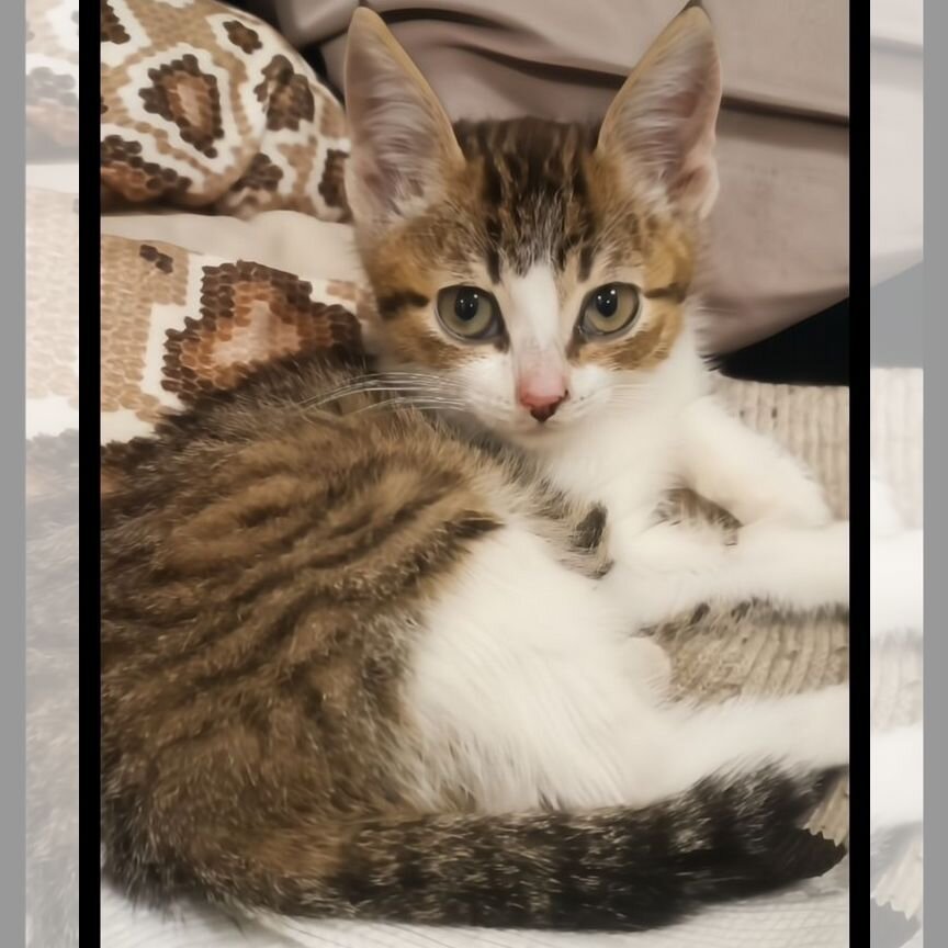 Котёнок в добрые руки