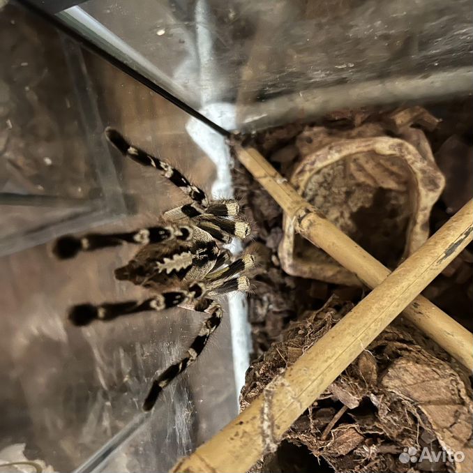 Poecilotheria ornata