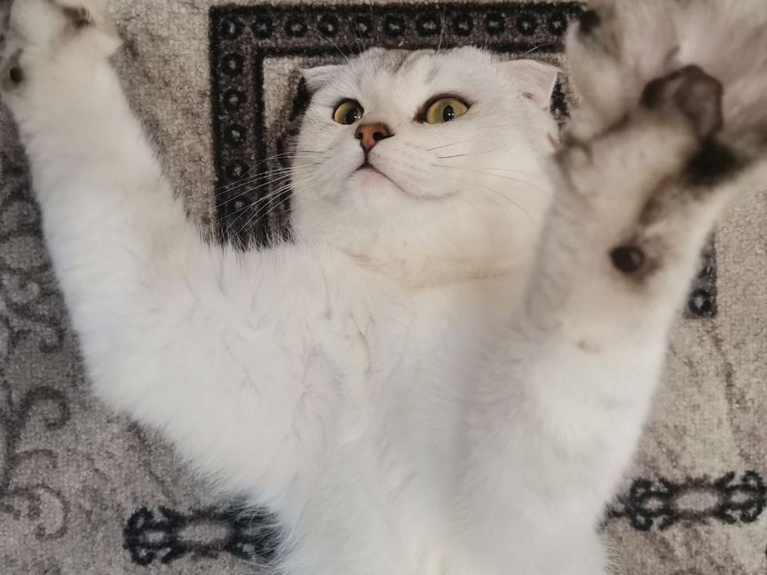Кот шотландский вислоухий, шиншилла.В добрые руки
