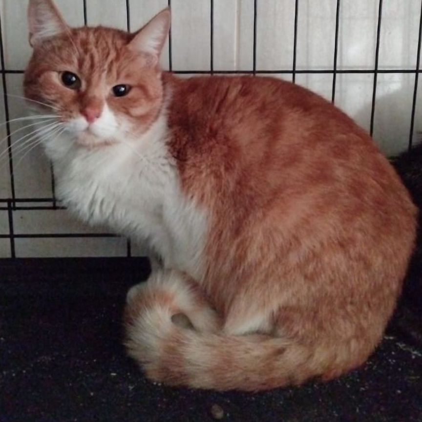 Рыжий котик