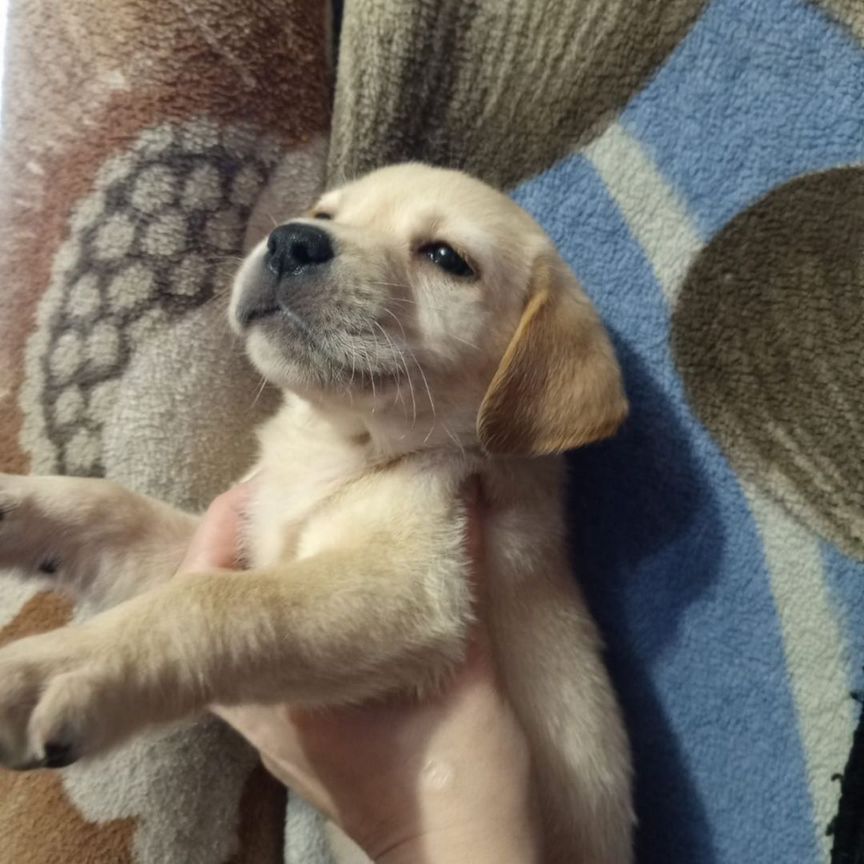 Девочка лабрадор