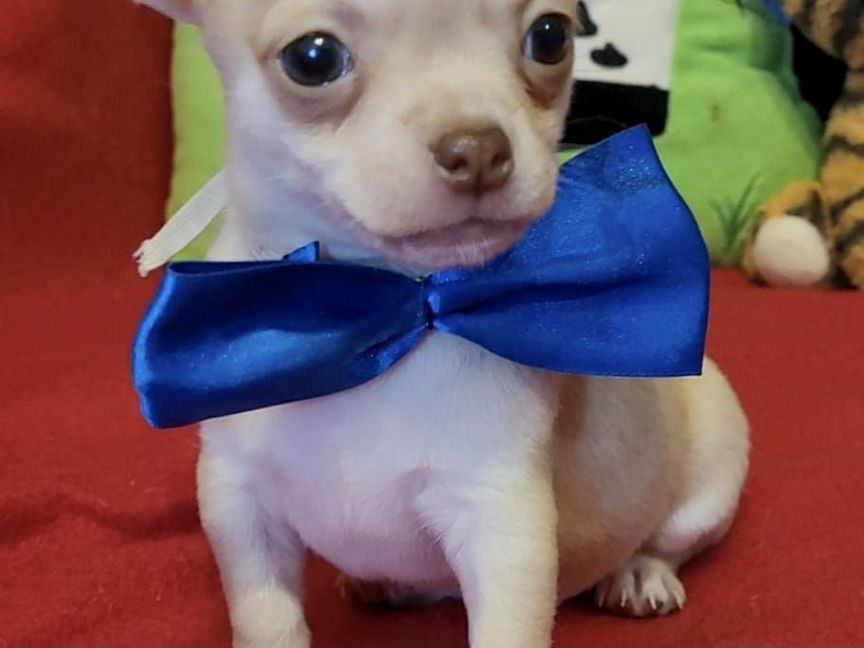 Щенки чихуахуа