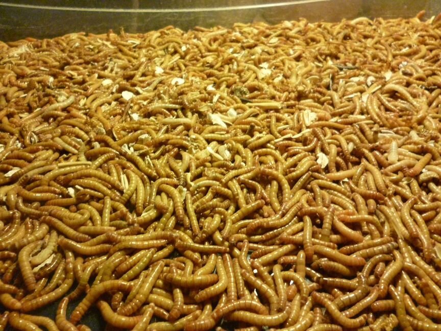 Мучной червь