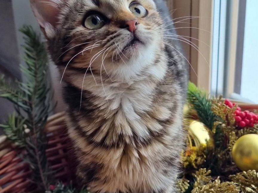 Котята