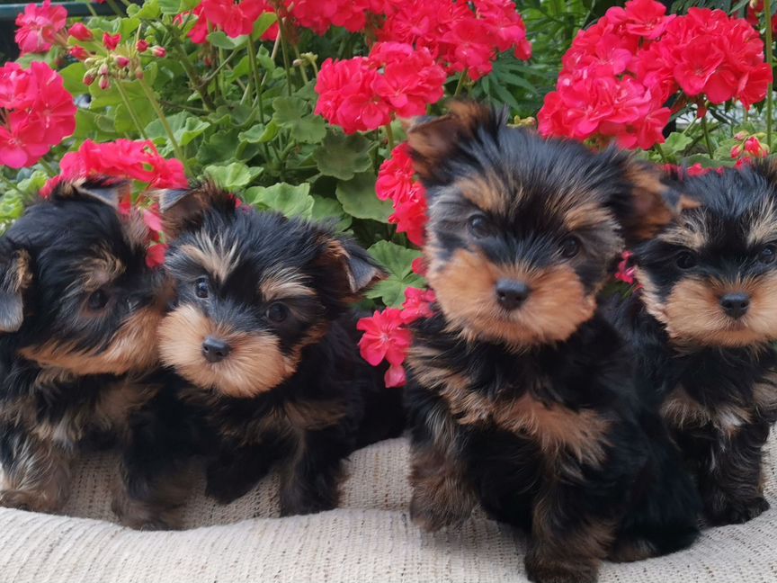 Йоркширский терьер щенки
