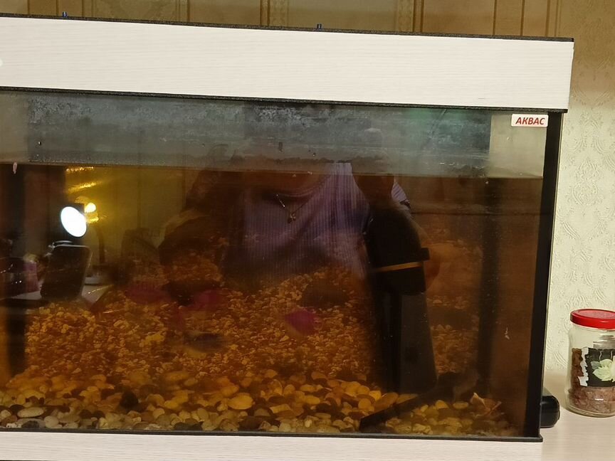 Аквариум с рыбками бесплатно