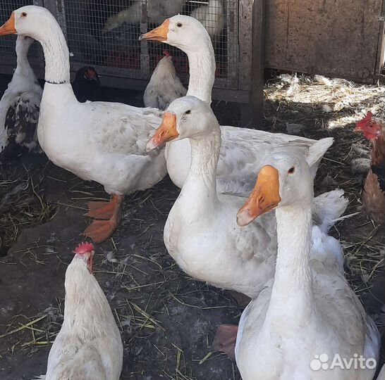 Гуси Линда пара