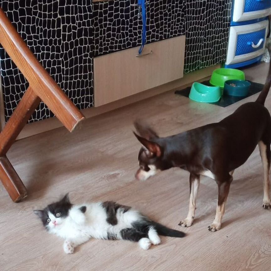 Котёнок в добрые руки