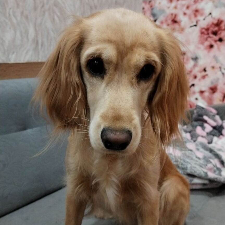 Русский спаниель