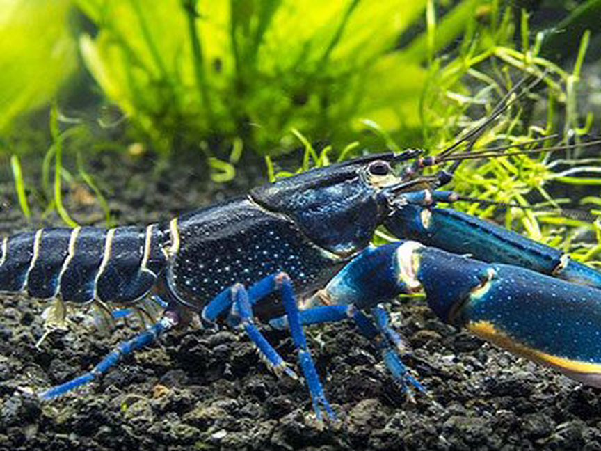 Cherax Snowden &