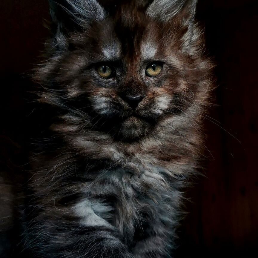 Котята мейн-кун