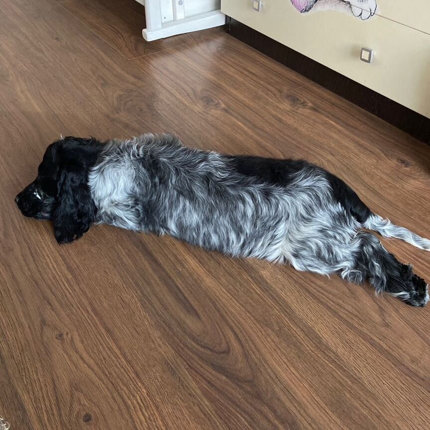 Английский кокер-спаниель, щенок