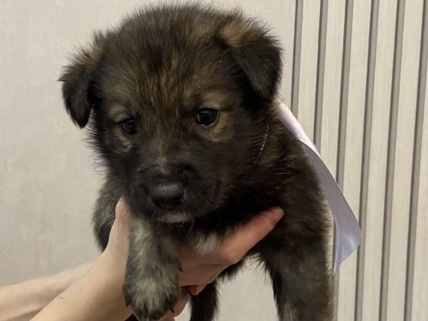 Щенята в добрые руки