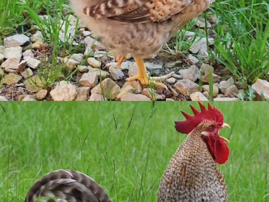 Куры белефельдер