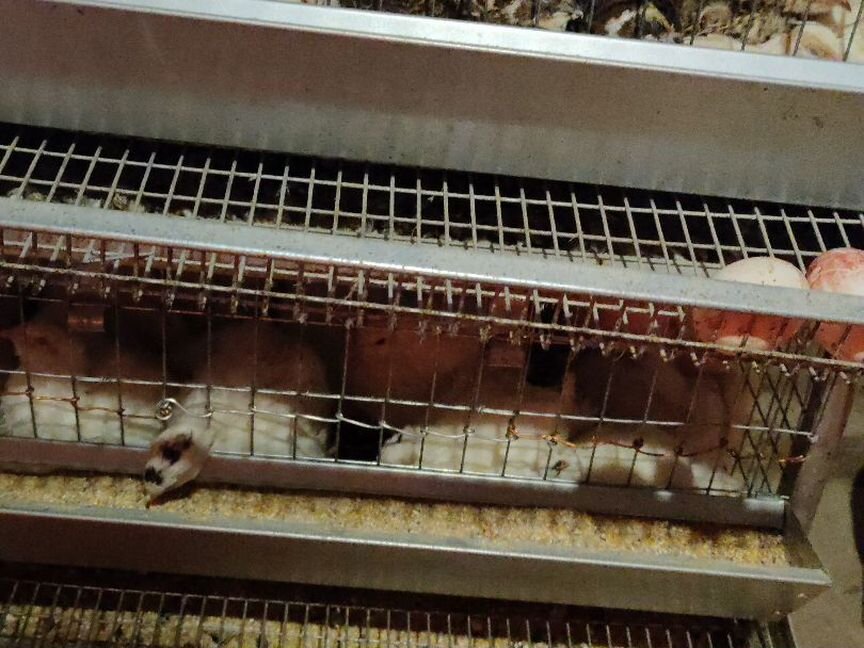 Продажа перепелов