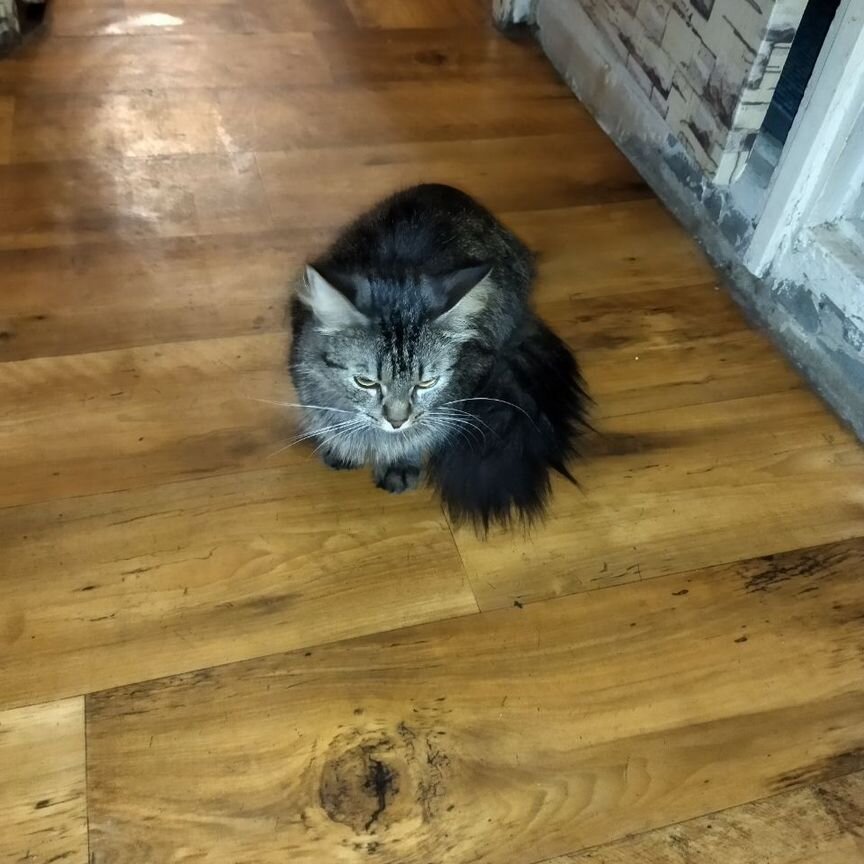 Отдам кошку в хорошие руки