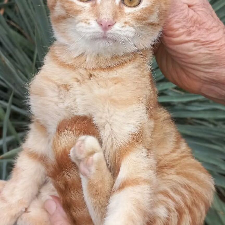 Котёнок Стасик сирота