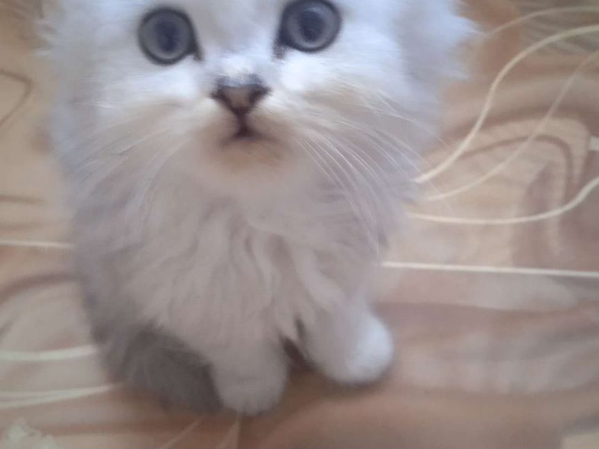 Персидская шиншилла