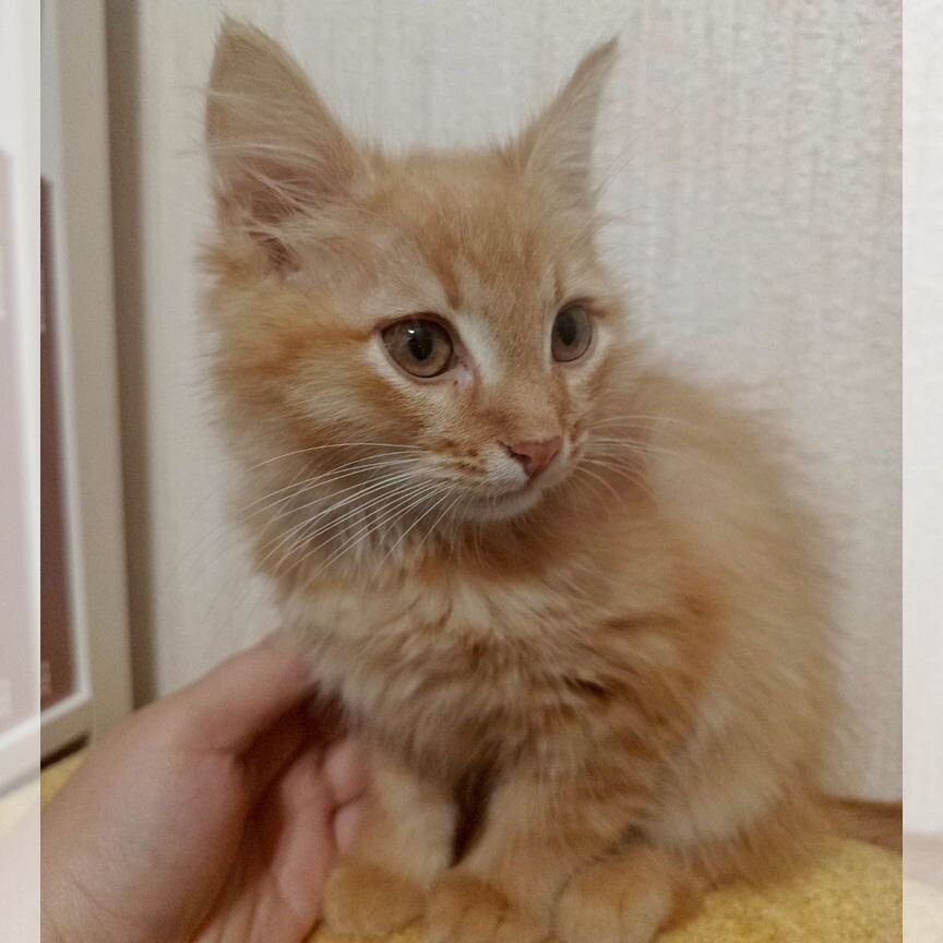 Котёнок подкидыш