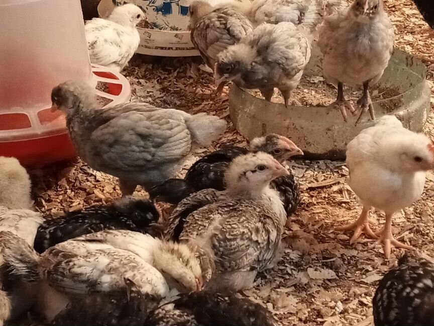 Цыплята подрощенные