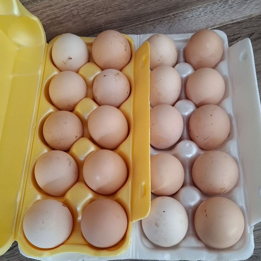 Инкубационное яйцо кур
