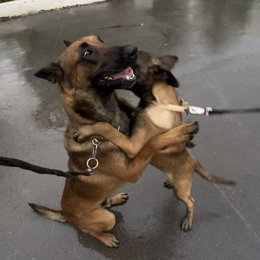 Бельгийская овчарка малинуа вязка