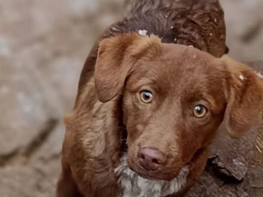 Очаровательный щенок в добрые руки