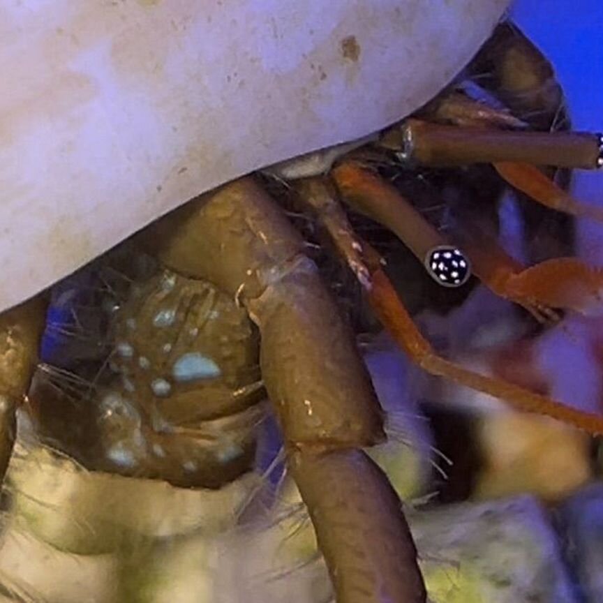 Рак отшельник в морской аквариум