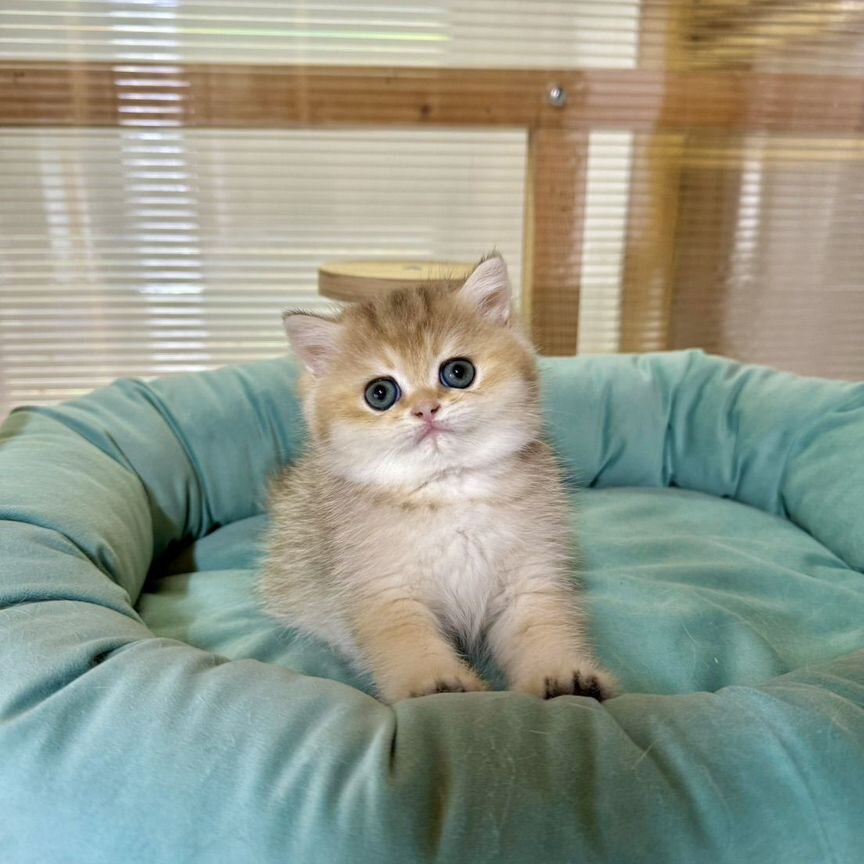 Британочка