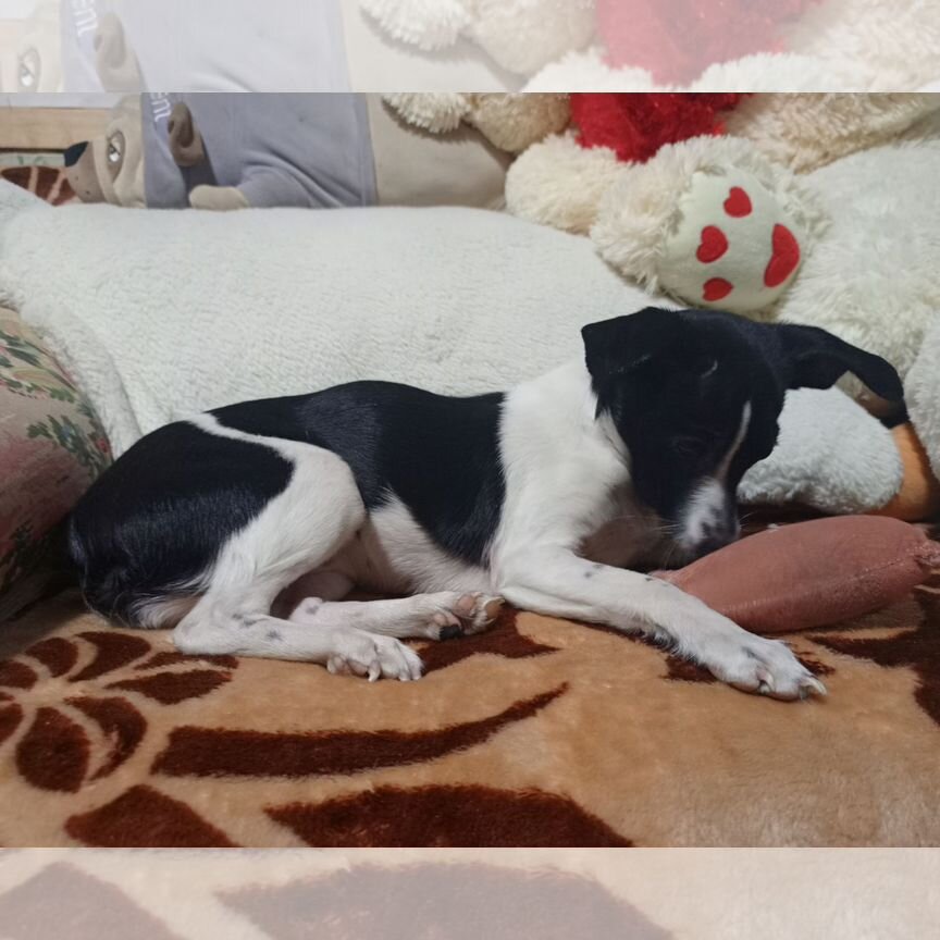 Джек-рассел-терьер, щенок