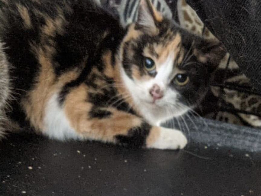 Котята
