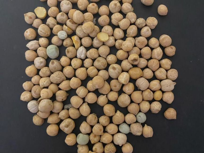 Горох фуражный