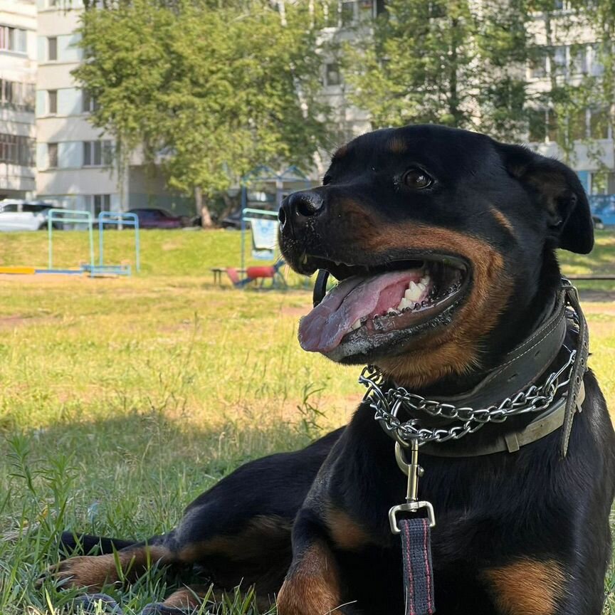 Отдам в добрые руки ротвейлера