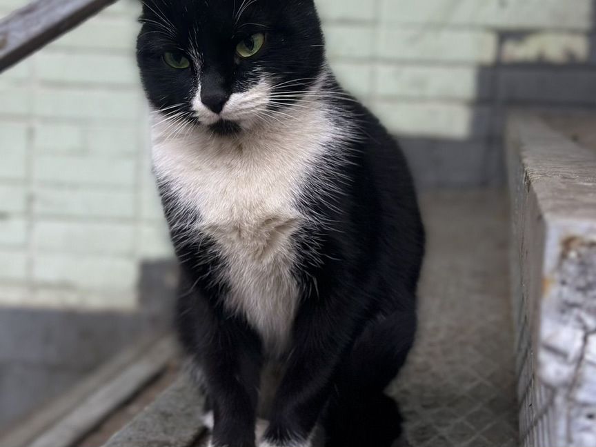 Котики бесплатно