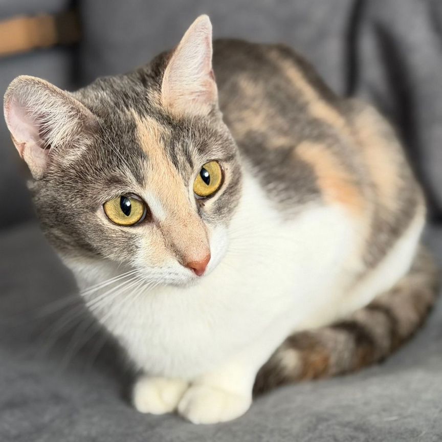 Алтайская, взрослая кошка