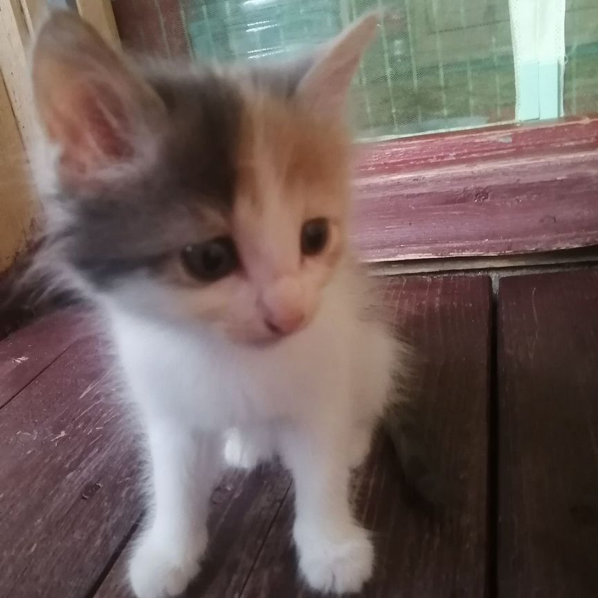Котята в добрые руки бесплатно