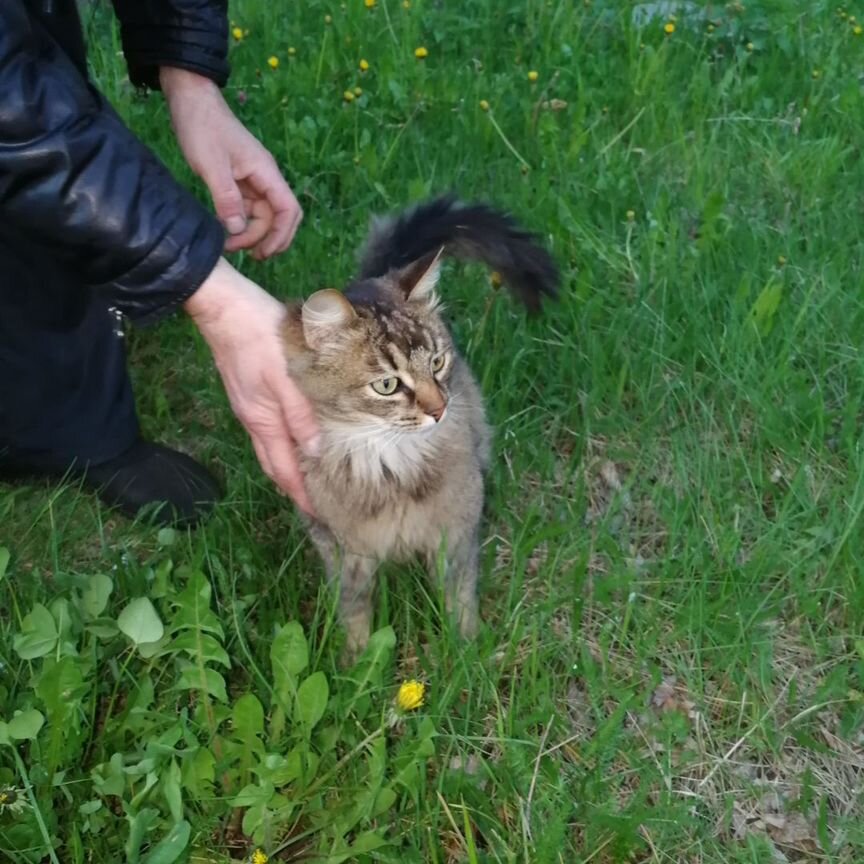 Кот Жорик