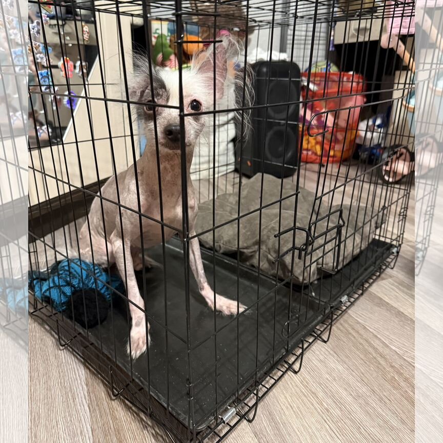 Китайская хохлатая, взрослый пёс