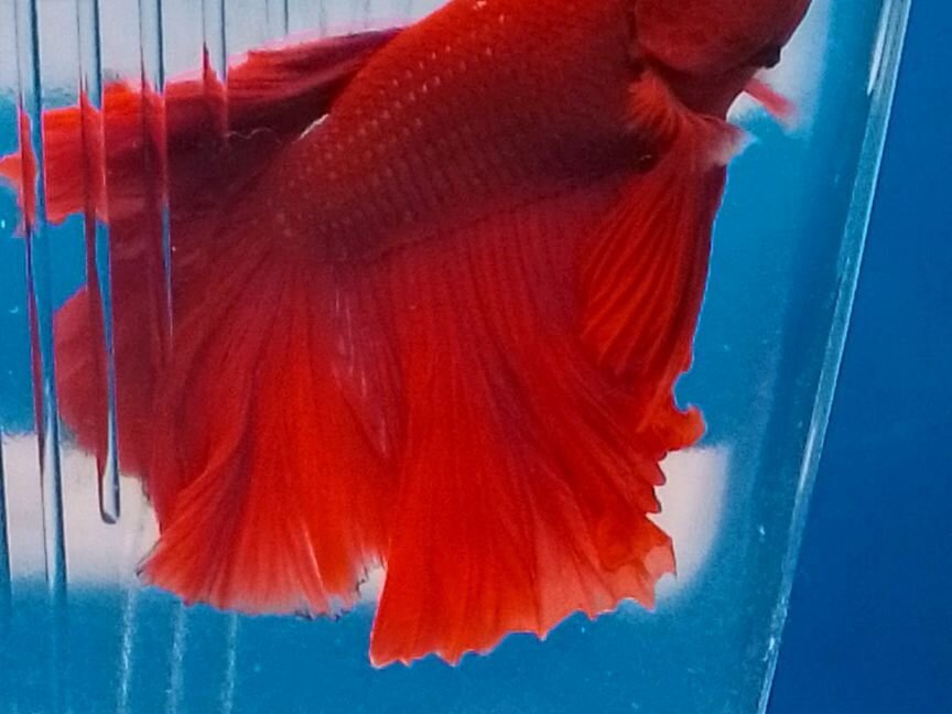 Аквариумные рыбки Петушки.Гурами. Скалярии