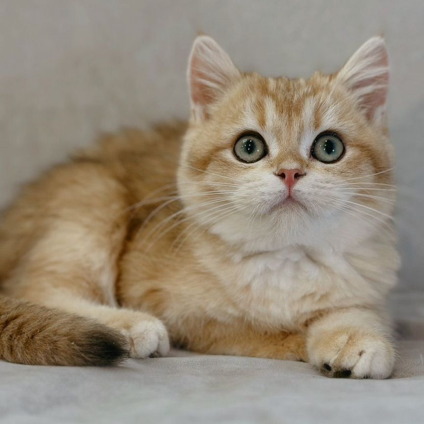 Британский короткошёрстный котёнок