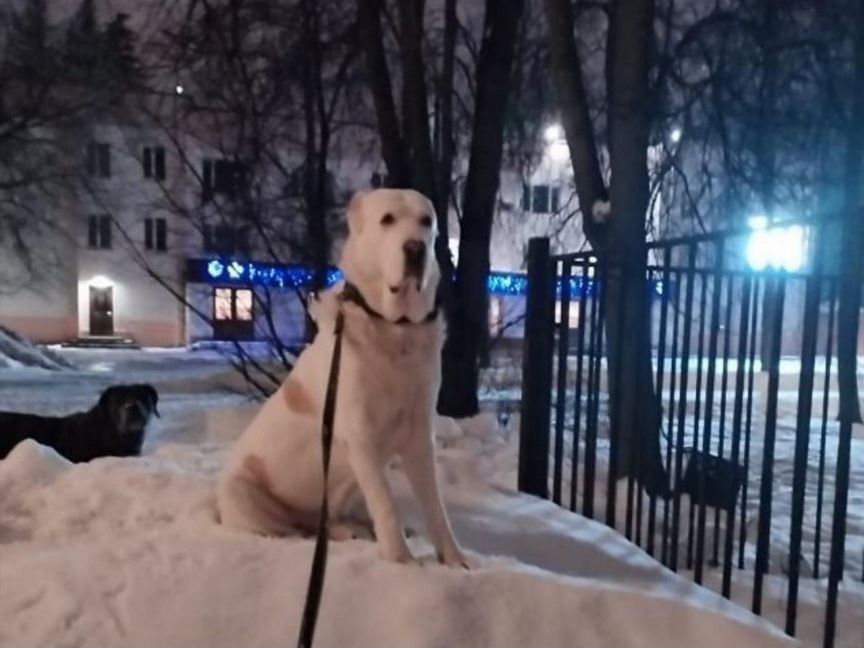 Сао/алабай/вязка